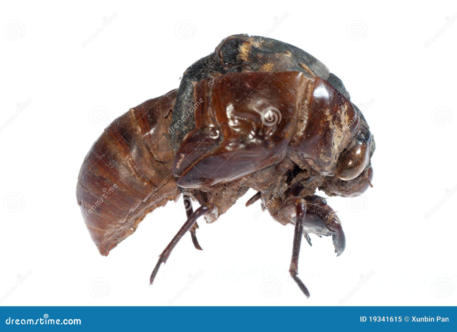 Cicada in molt stock image. Image of detail, abstract - 19341615