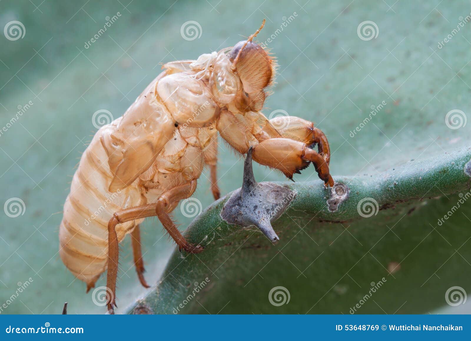 Cicada molt. stock image. Image of cricket, cicada, tree - 53648769