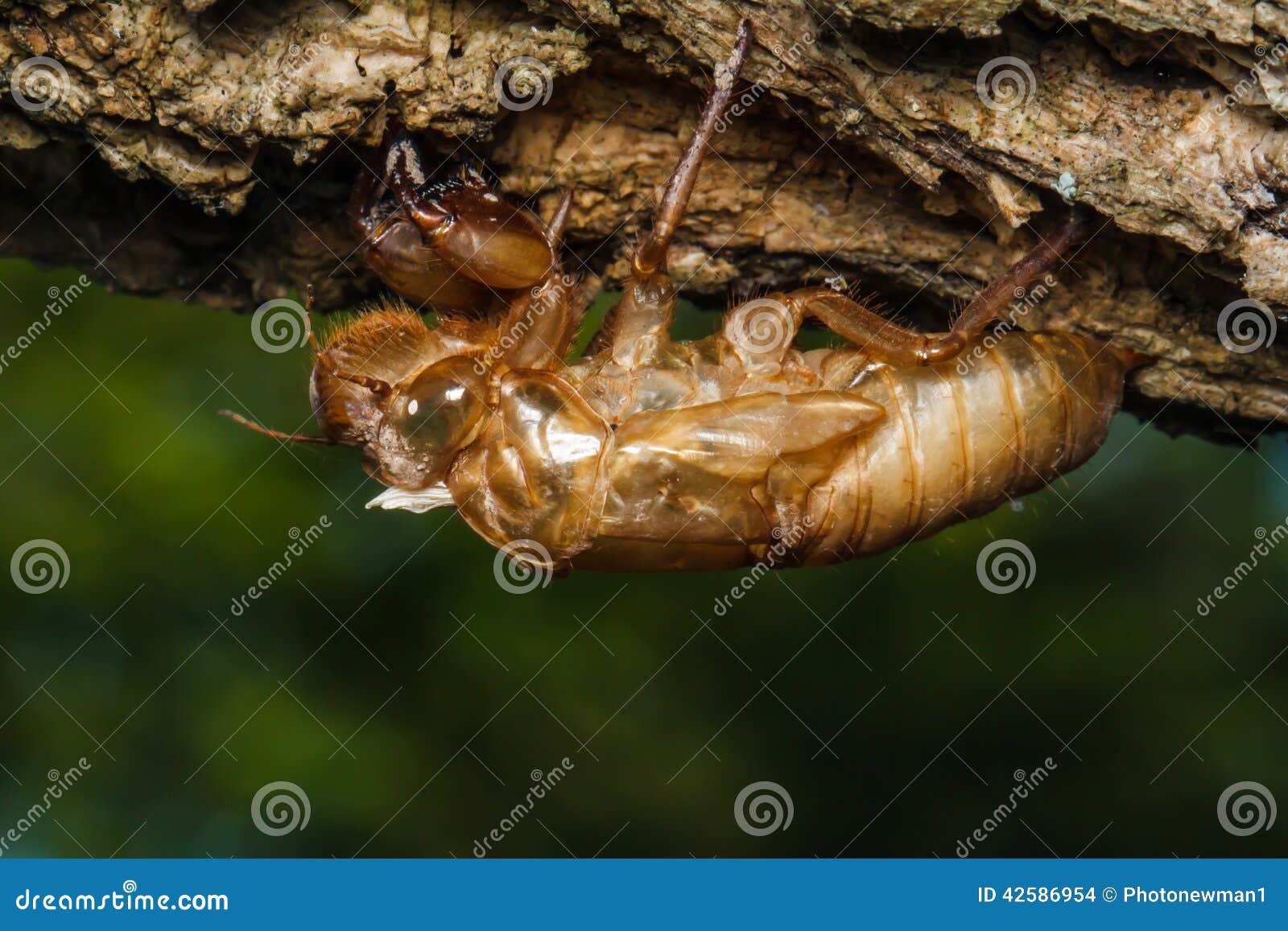 Cicada molt stock photo. Image of background, cricket - 42586954