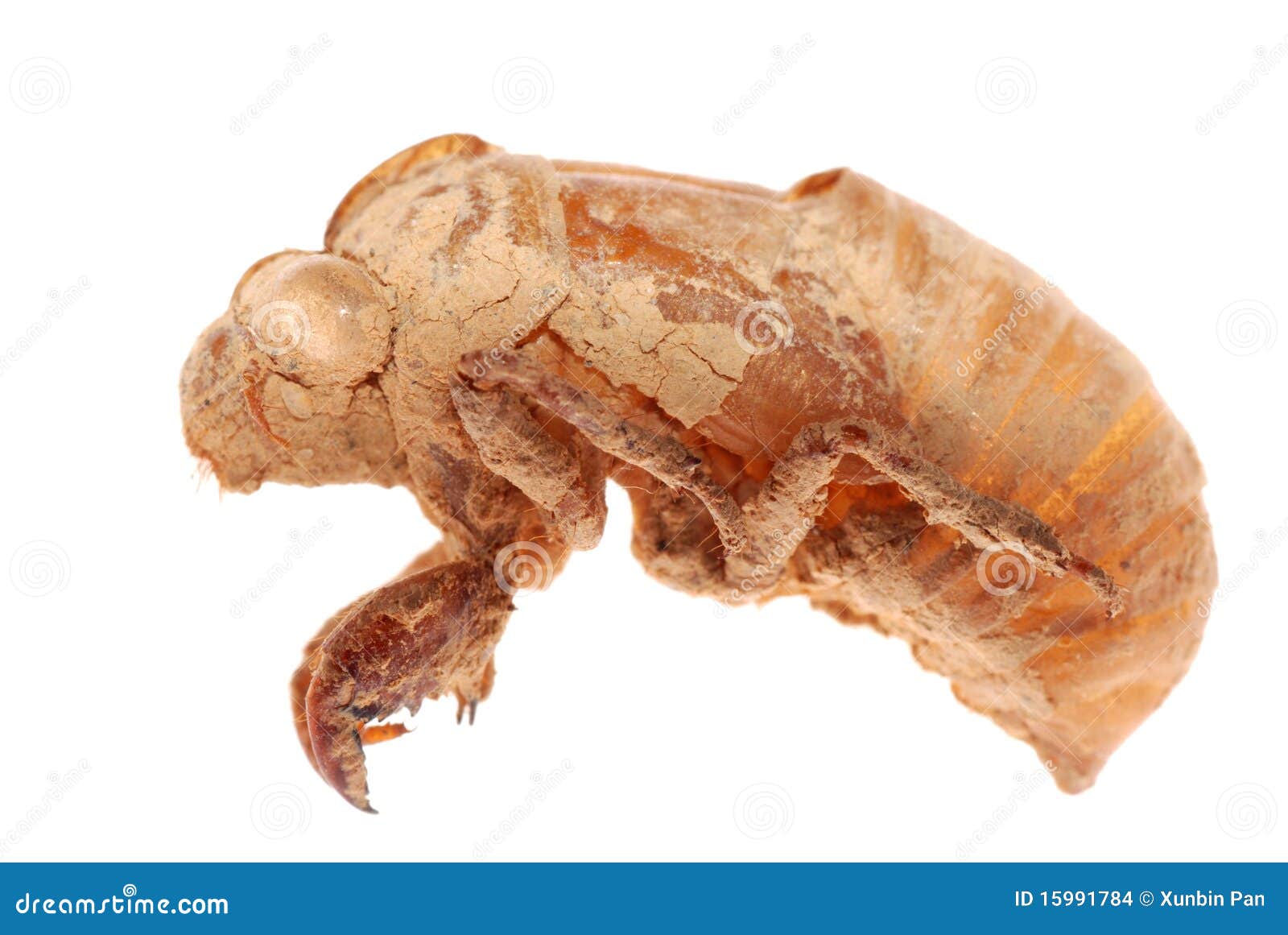 Cicada molt isolated stock photo. Image of cicada, grub - 15991784