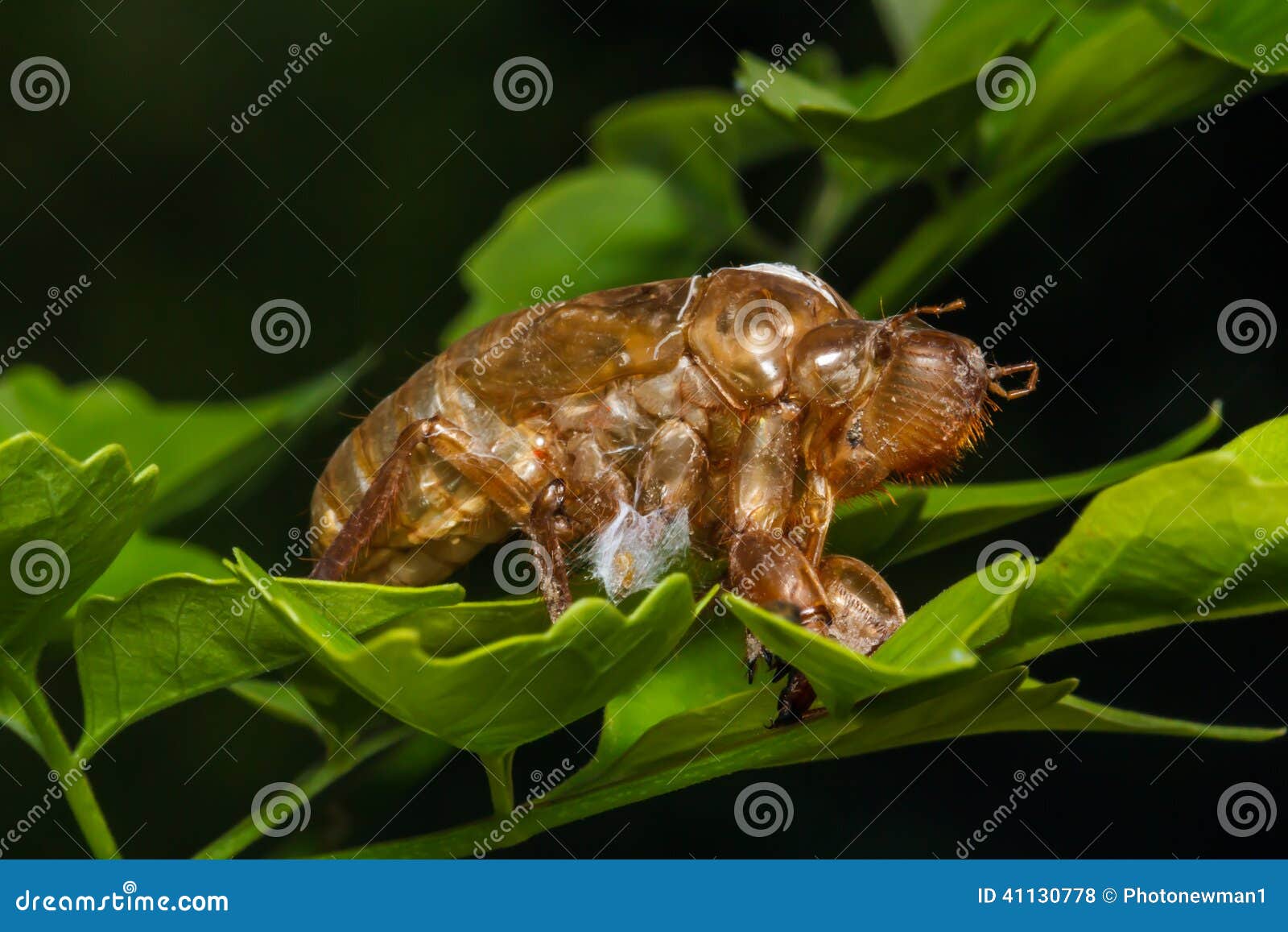 Cicada molt stock photo. Image of abstract, cycle, crawl - 41130778