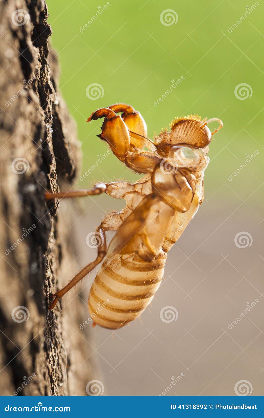 Cicada molt stock photo. Image of environment, leave - 41318392