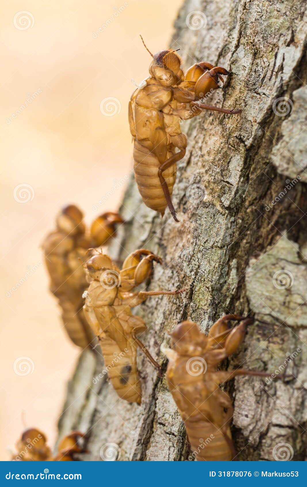 Cicada molt stock photo. Image of abstract, cicadomorpha - 31878076