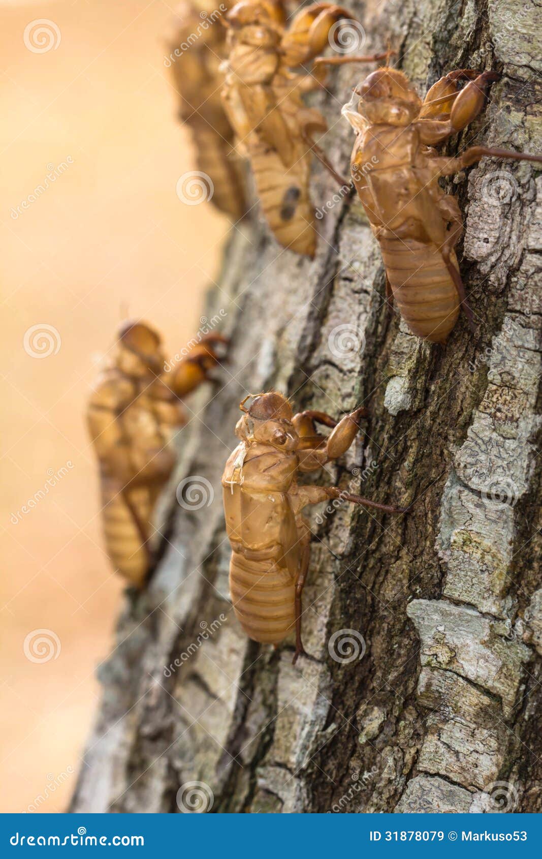 Cicada molt stock image. Image of cicadoidea, cycle, abstract - 31878079