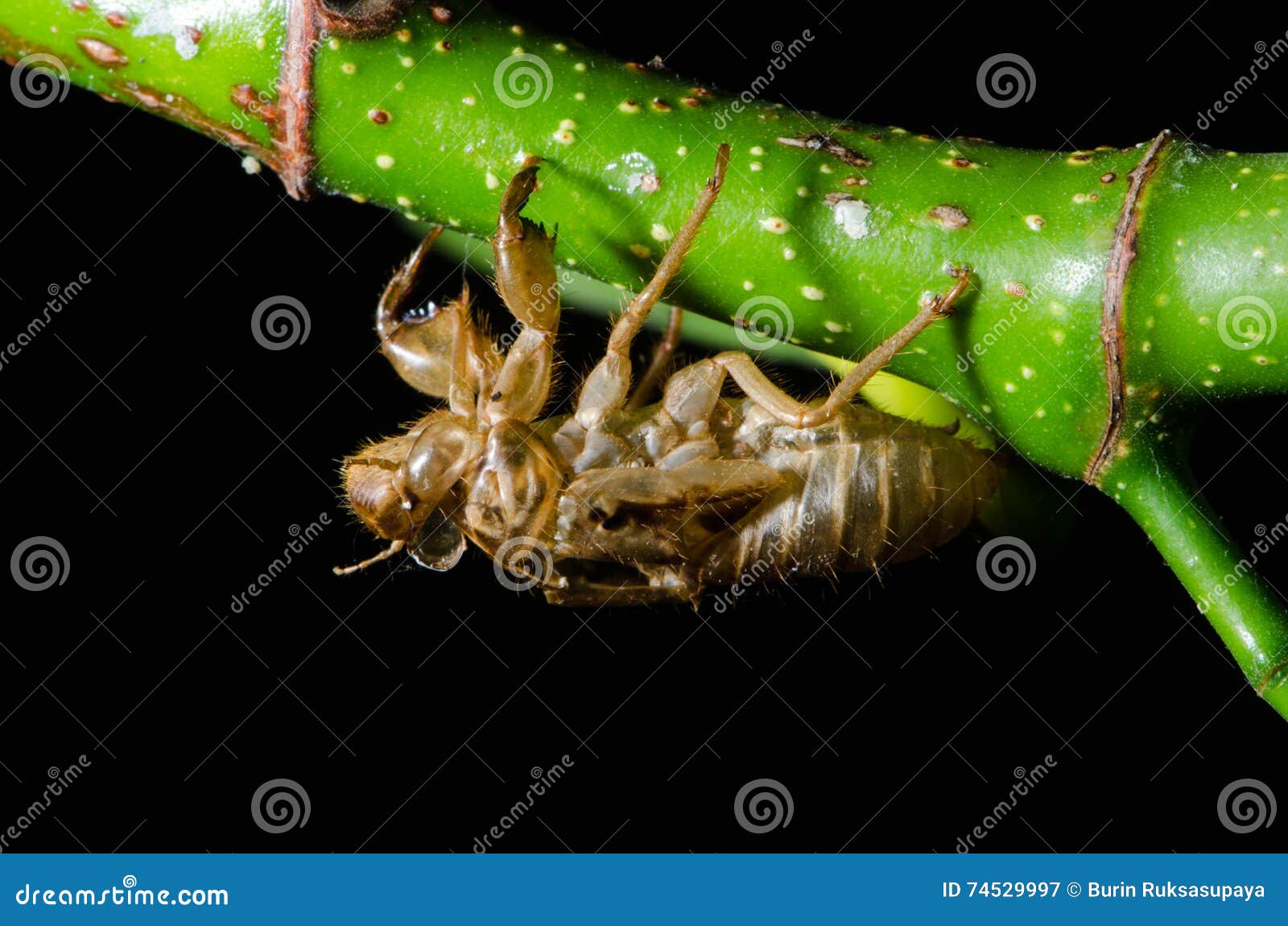 Cicada molt stock image. Image of detail, white, life - 74529997