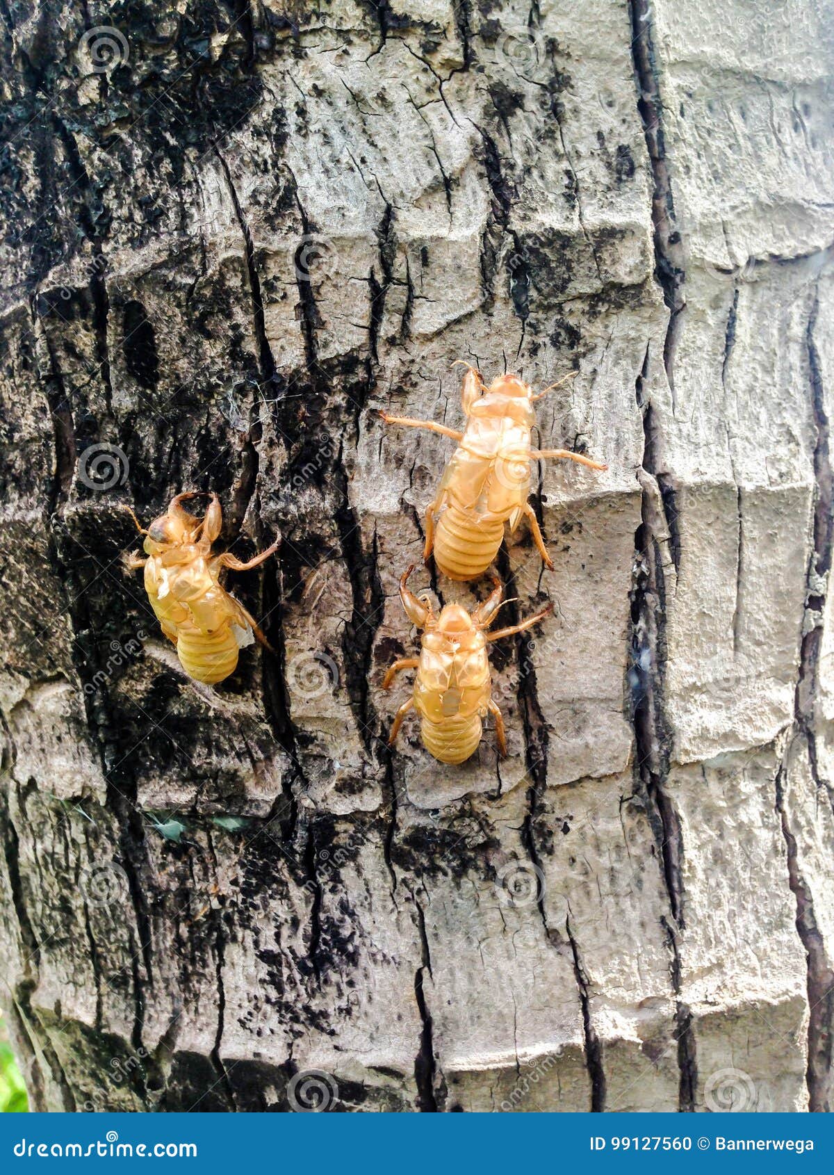Cicada molt on the tree stock photo. Image of outdoor - 99127560