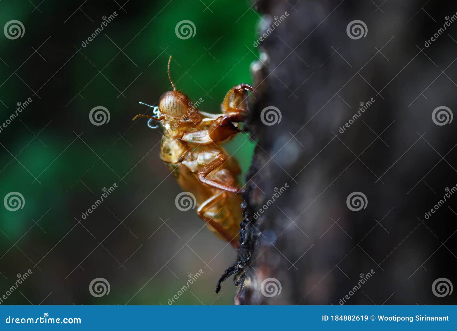 Cicada molt on tree stock image. Image of skin, cicadas - 184882619