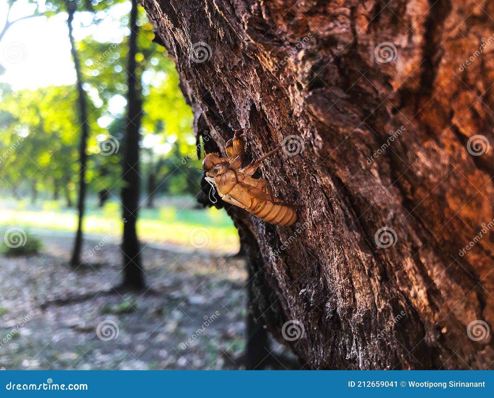 Cicada molt on tree stock image. Image of cicada, nature - 212659041