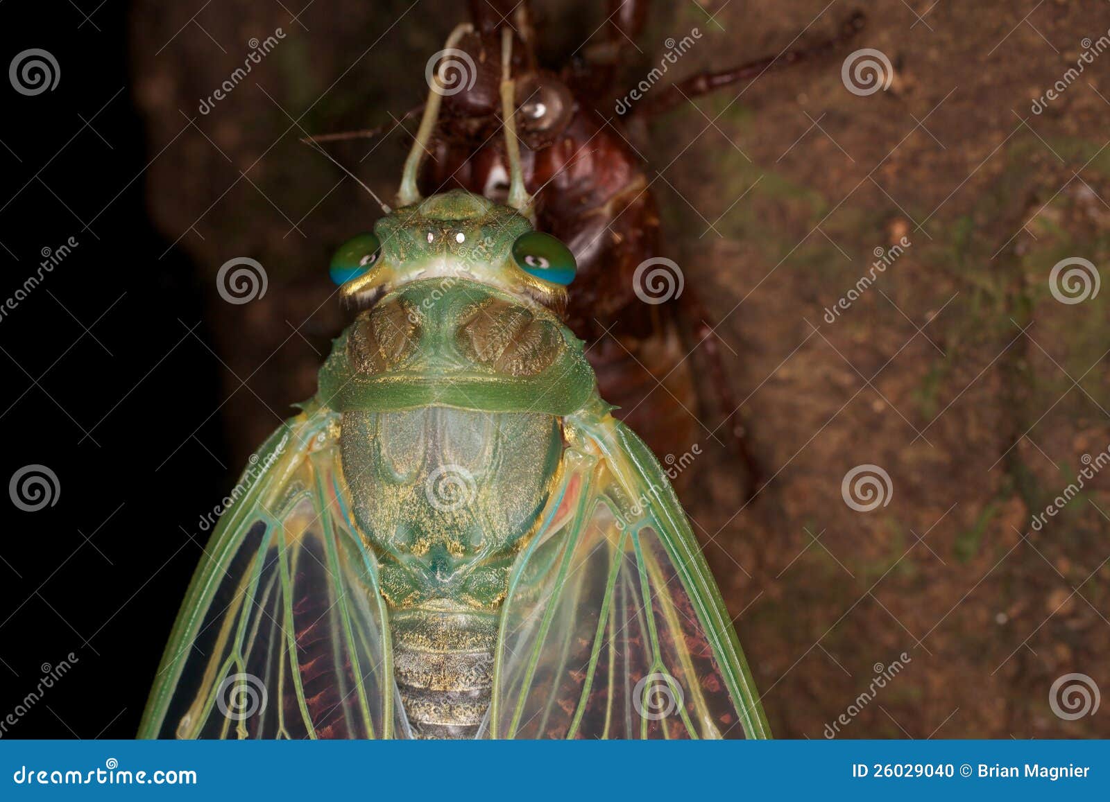 Cicada molting exoskeleton stock photo. Image of park - 26029040
