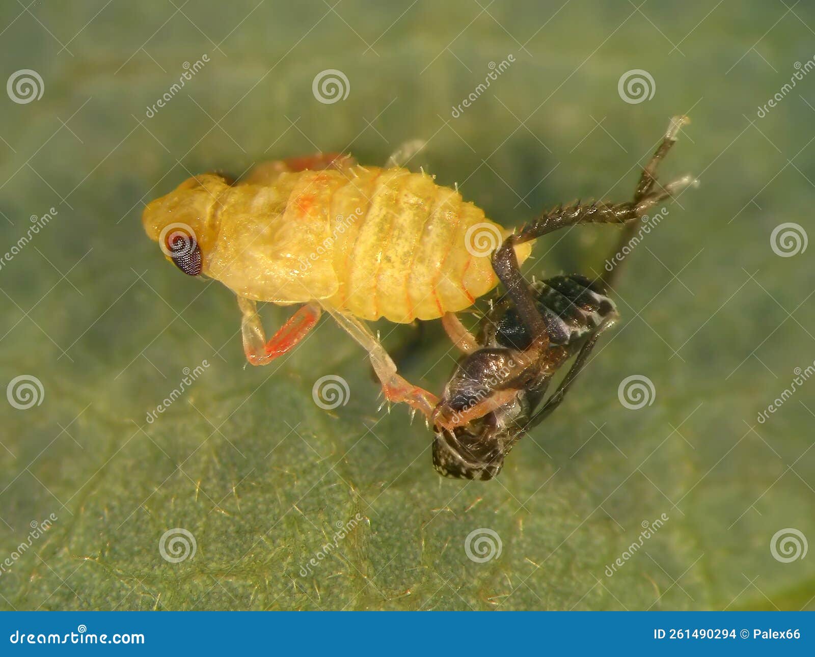 Cicada molting stock photo. Image of forest, entomology - 261490294
