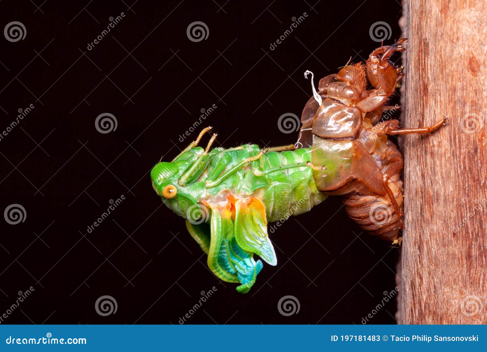 Cicada Molting Exuvia Emerging Shell Stock Image - Image of cicada ...