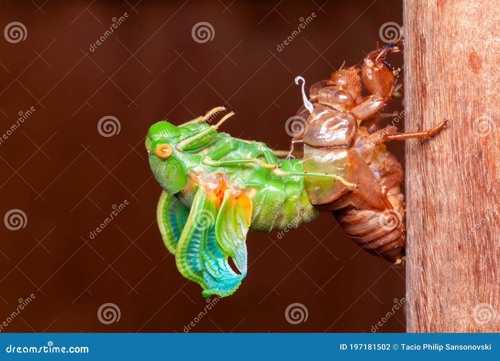 Cicada Molting Isolated On Black Background Royalty-Free Stock Image ...