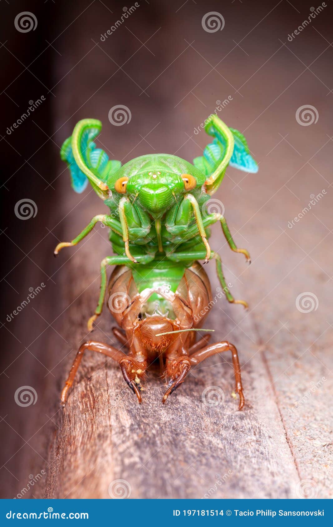 Cicada Molting Exuvia Emerging Shell Stock Photo - Image of emerged ... Cicada Molting Exuvia Emerging Shell Stock Photo - Image of emerged ...