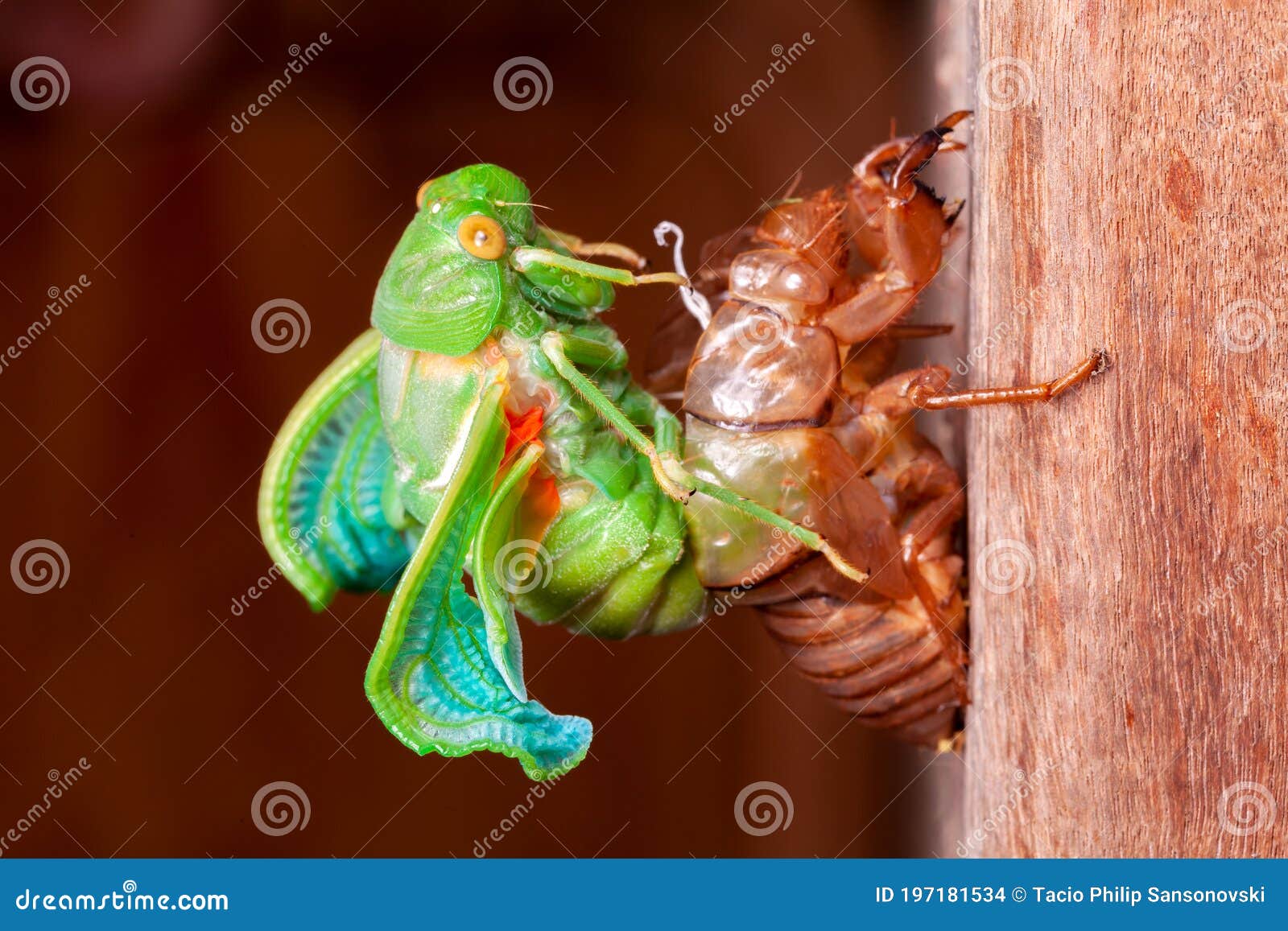 Cicada Molting Isolated On Black Background Royalty-Free Stock Image ...