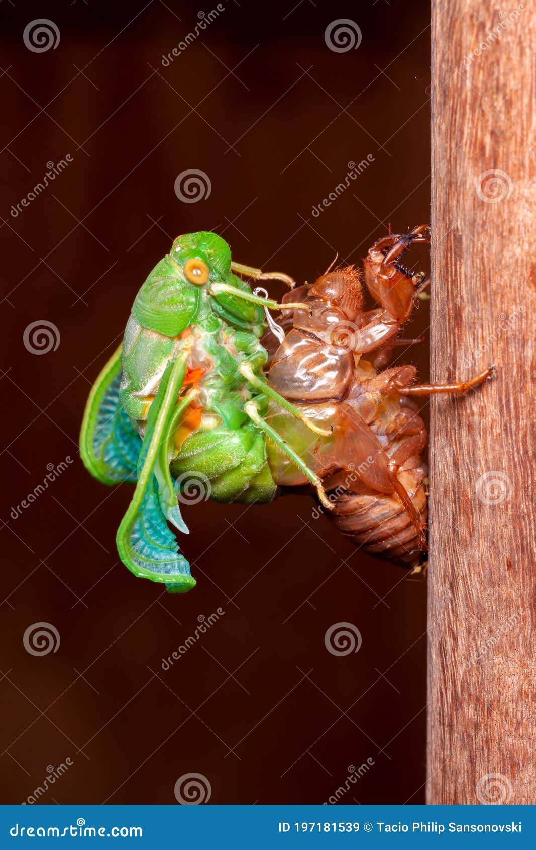 Cicada Molting Exuvia Emerging Shell Stock Image - Image of emerging ... Cicada Molting Exuvia Emerging Shell Stock Image - Image of emerging ...