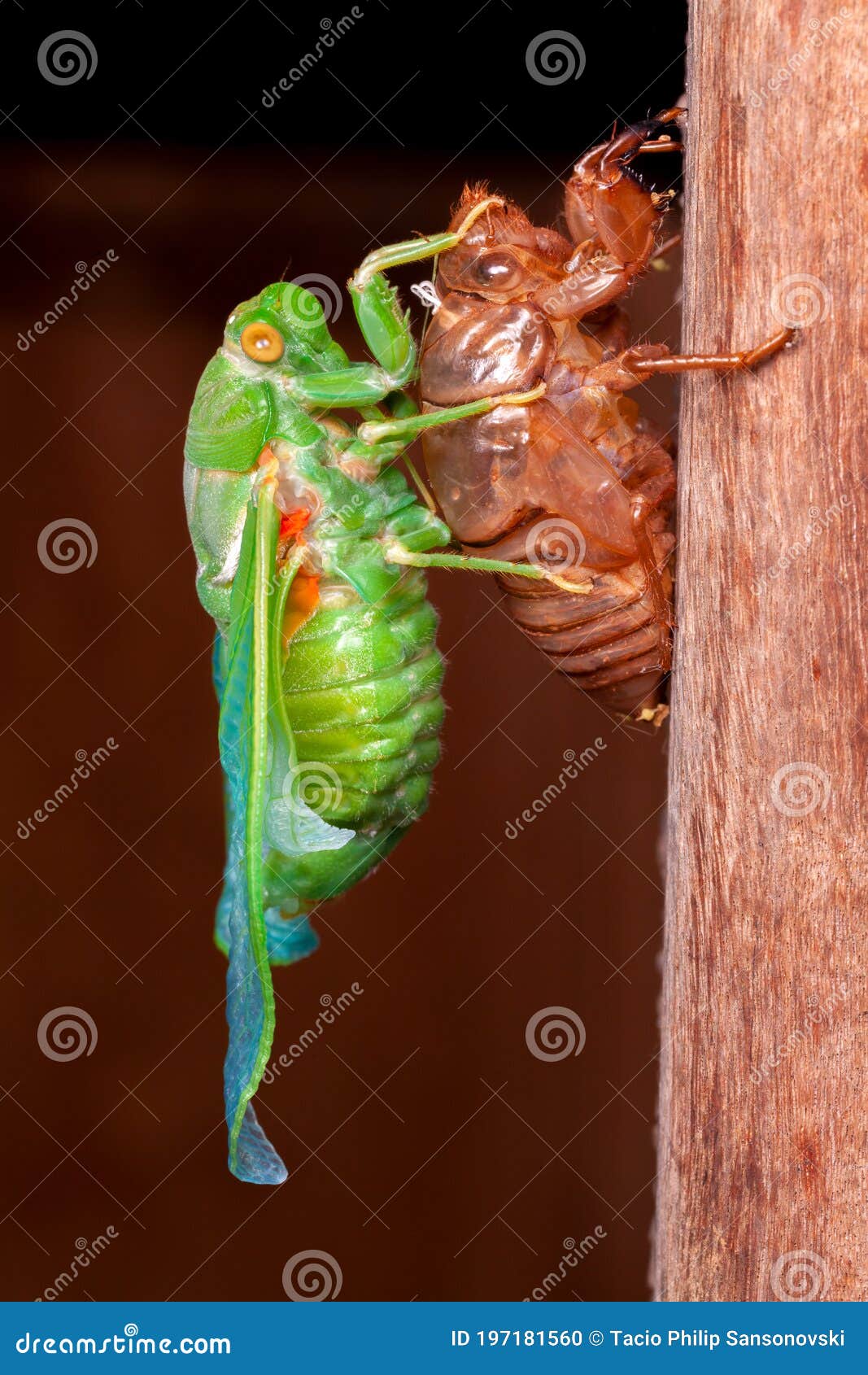 Cicada Molting Exuvia Emerging Shell Stock Photo - Image of birth ...