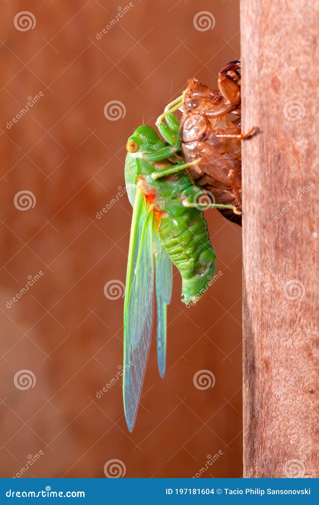 Cicada Molting Exuvia Emerging Shell Stock Photo - Image of biology, enthomology: 197181604