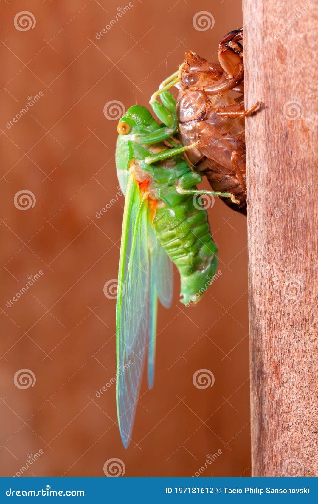 Cicada Molting Exuvia Emerging Shell Stock Photo - Image of entomology ... Cicada Molting Exuvia Emerging Shell Stock Photo - Image of entomology ...