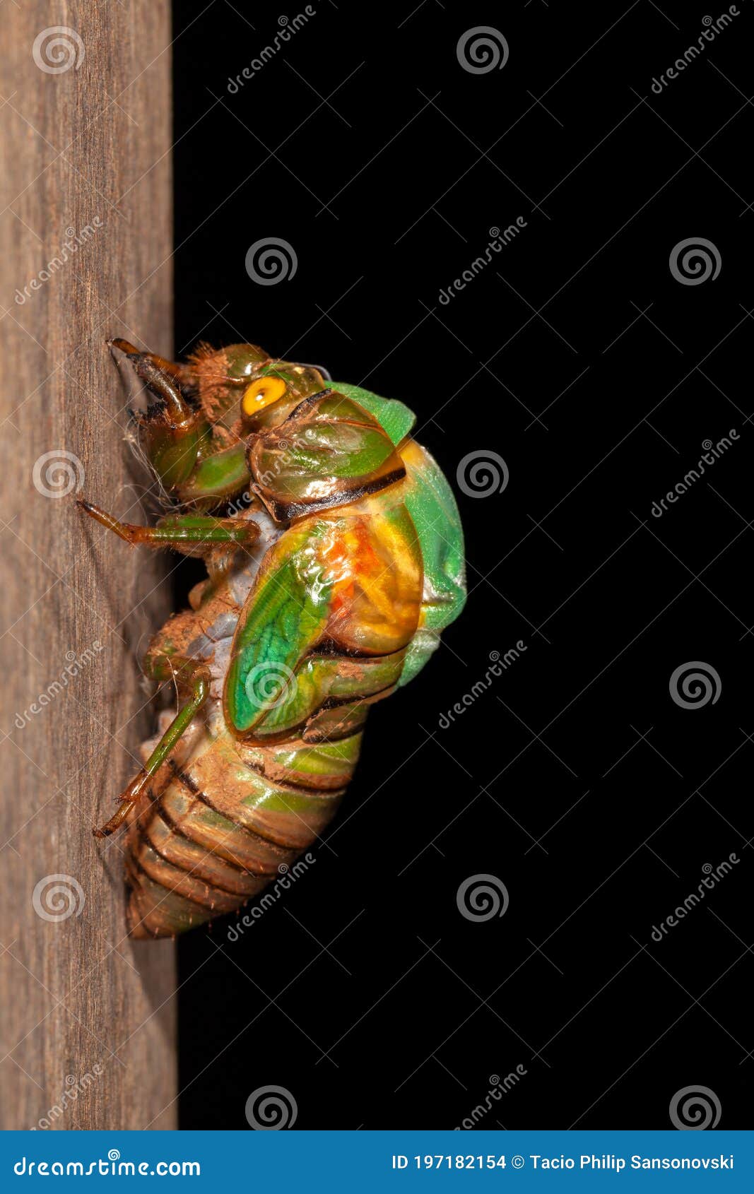 Cicada Molting Exuvia Emerging Shell Stock Photo - Image of themes ...