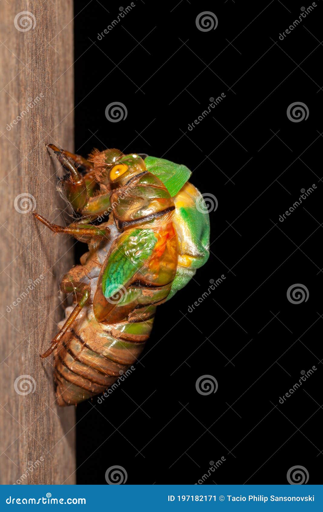 Cicada Molting Exuvia Emerging Shell Stock Image - Image of ...