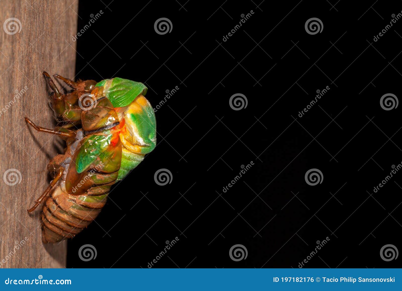 Cicada Molting Exuvia Emerging Shell Stock Photo - Image of wildlife ...