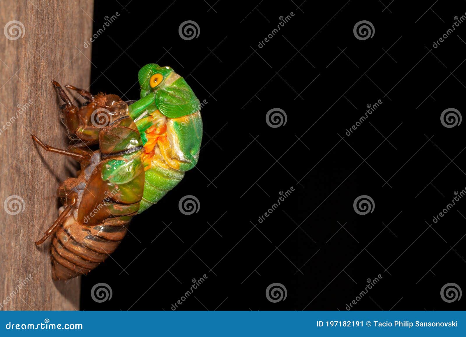 Cicada Molting Exuvia Emerging Shell Stock Image - Image of wildlife ...