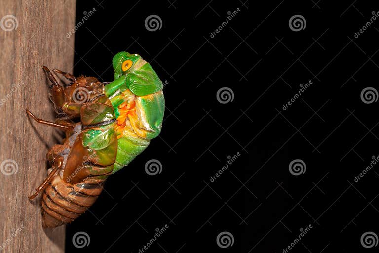 Cicada Molting Exuvia Emerging Shell Stock Image - Image of wildlife ...
