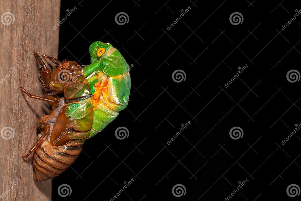 Cicada Molting Exuvia Emerging Shell Stock Image - Image of wildlife ...