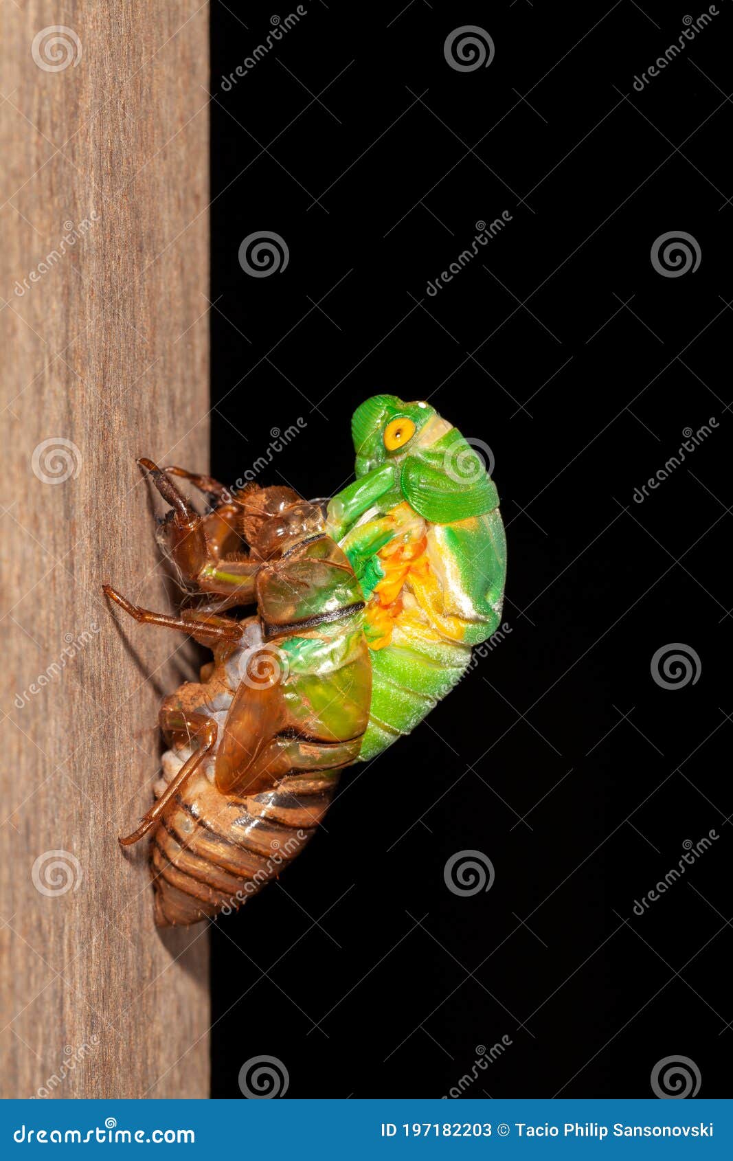 Cicada Molting Exuvia Emerging Shell Stock Image - Image of exuviae ...