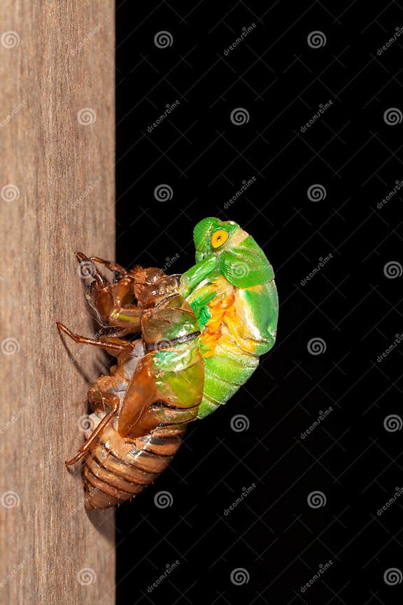 Cicada Molting Exuvia Emerging Shell Stock Image - Image of exuviae ...