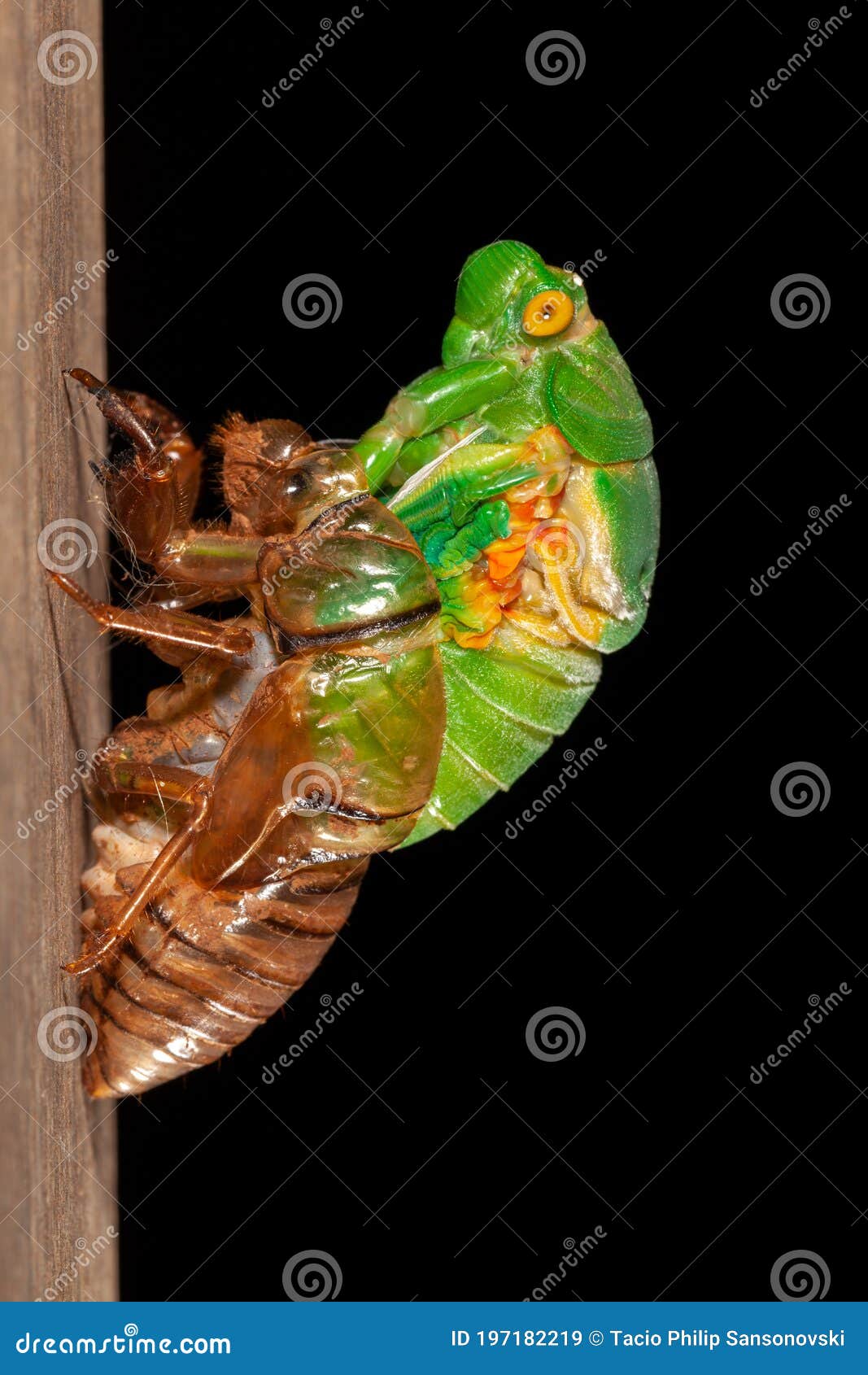 Cicada Molting Isolated On Black Background Royalty-Free Stock Image ...