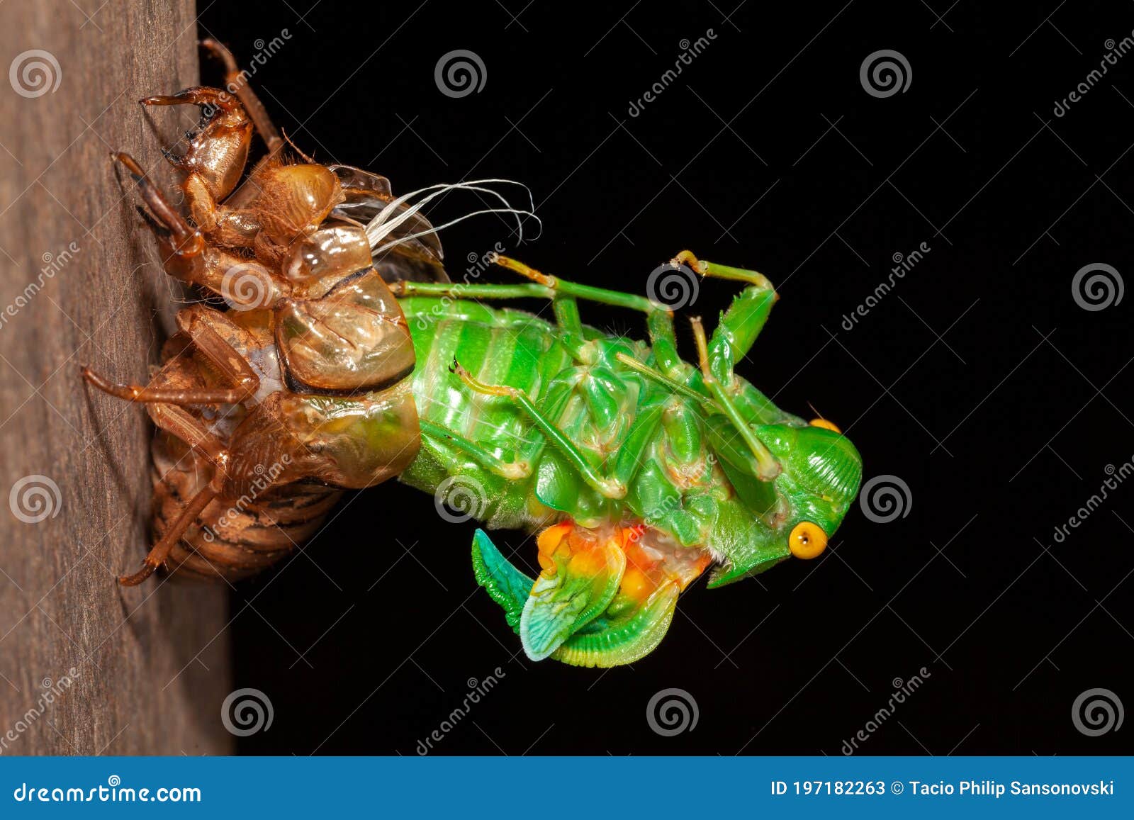 Cicada Molting Exuvia Emerging Shell Stock Image - Image of zoology ...
