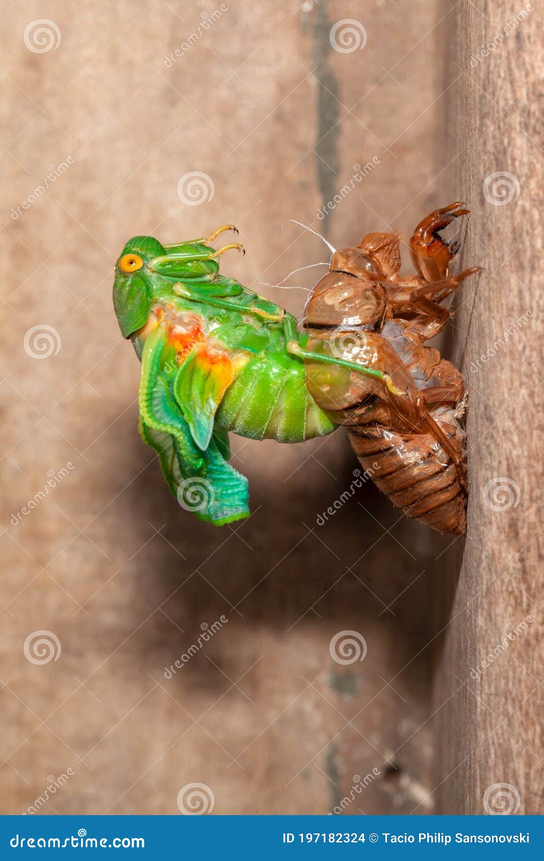 Cicada Molting Isolated On Black Background Royalty-Free Stock Image ...