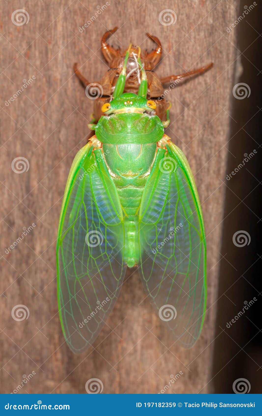Cicada Molting Exuvia Emerging Shell Stock Image - Image of entomology ...
