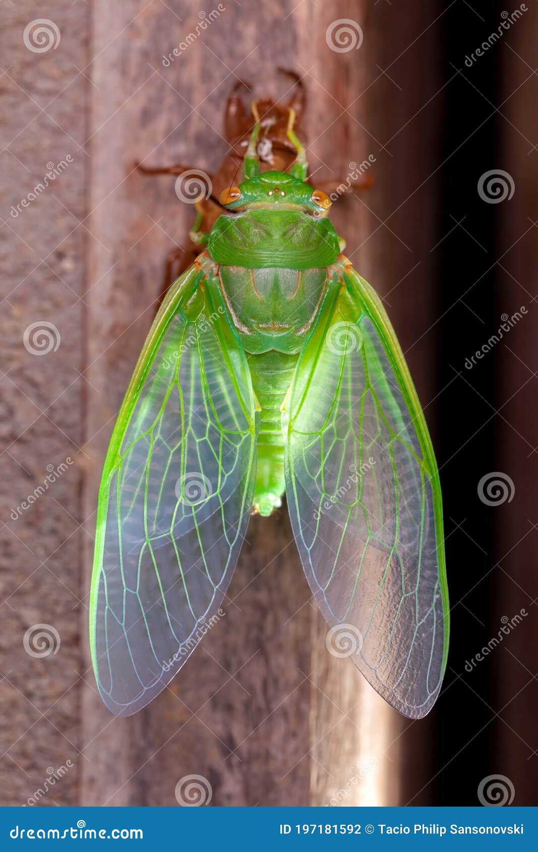 Cicada Molting Exuvia Emerging Shell Stock Photo - Image of exuvia ...