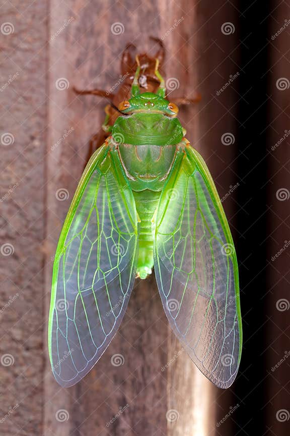 Cicada Molting Exuvia Emerging Shell Stock Photo - Image of exuvia ...