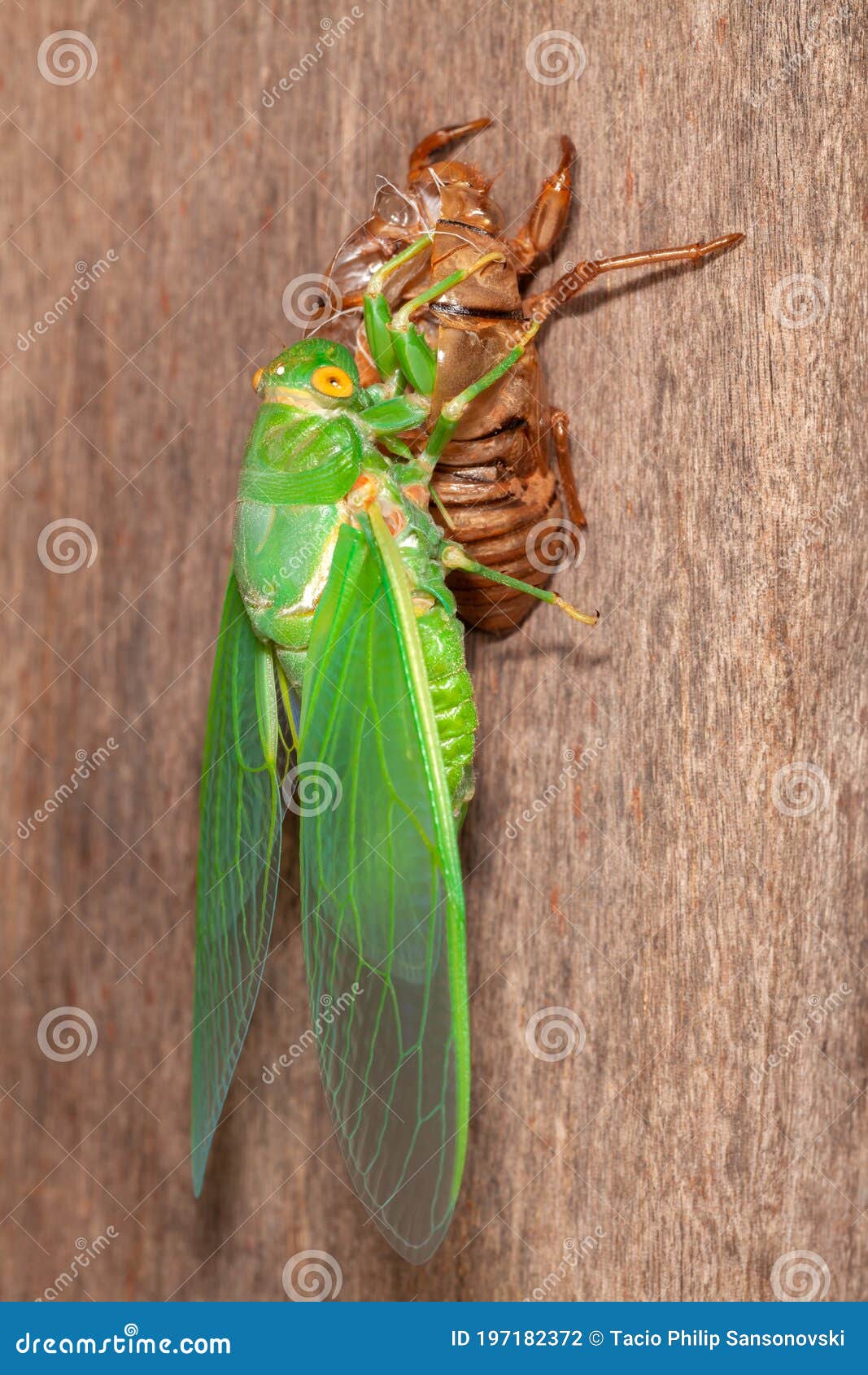 Cicada Molting Exuvia Emerging Shell Stock Photo - Image of night ...