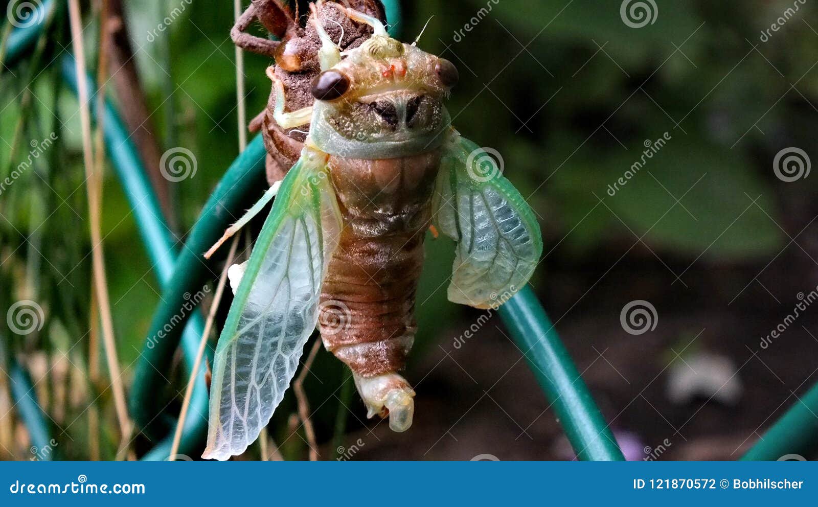 Cicada Molting in a garden stock photo. Image of twig - 121870572