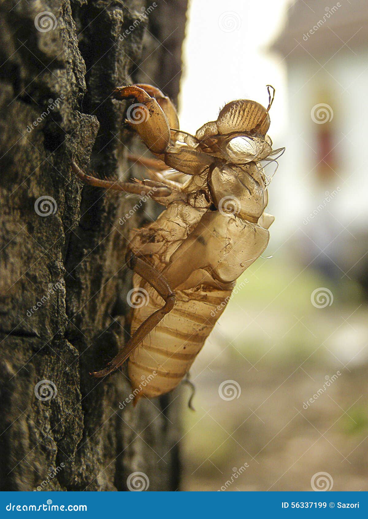 Cicada molting stock image. Image of background, motion - 56337199
