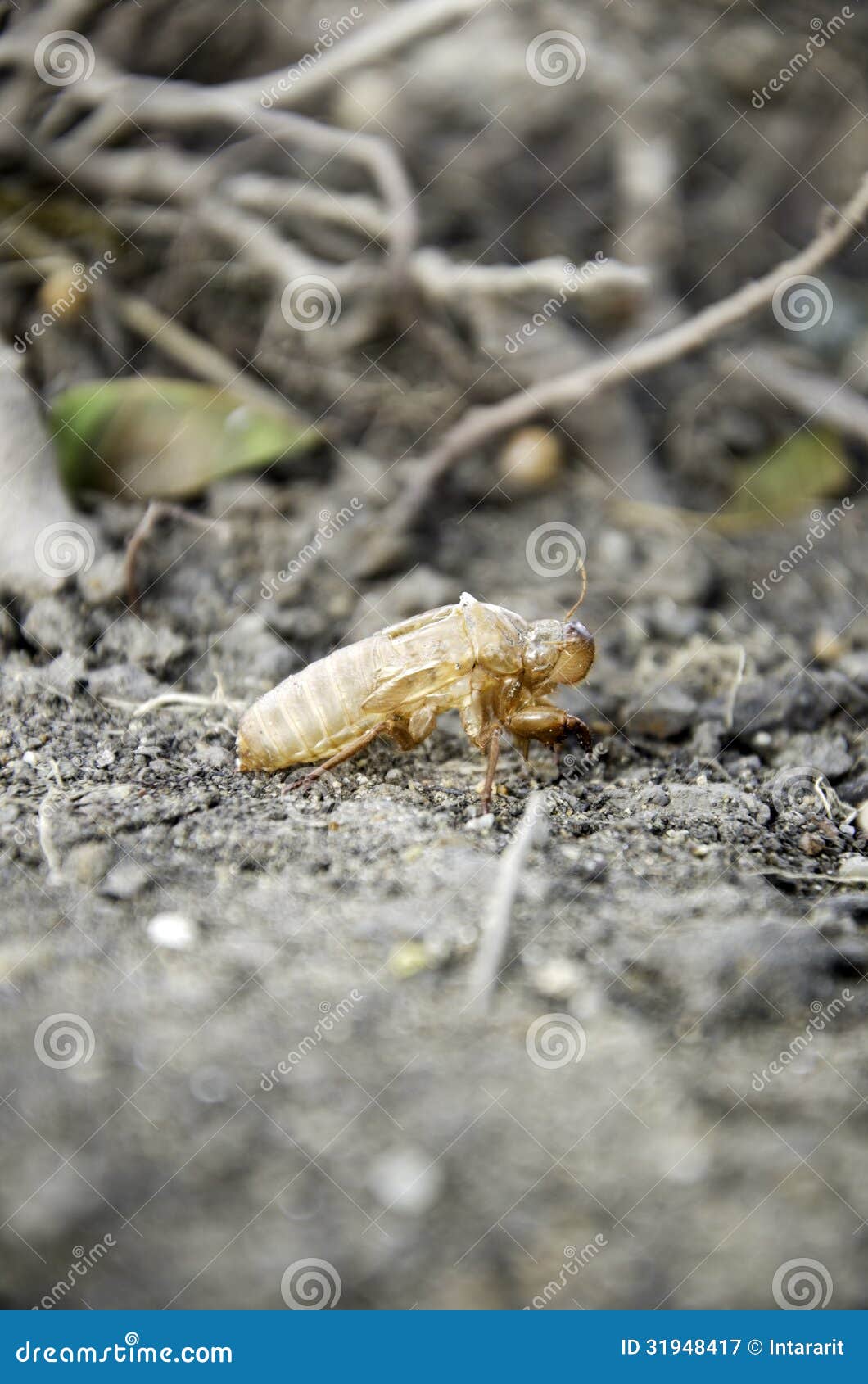 Cicada molting. stock image. Image of metamorphosis, insect - 31948417