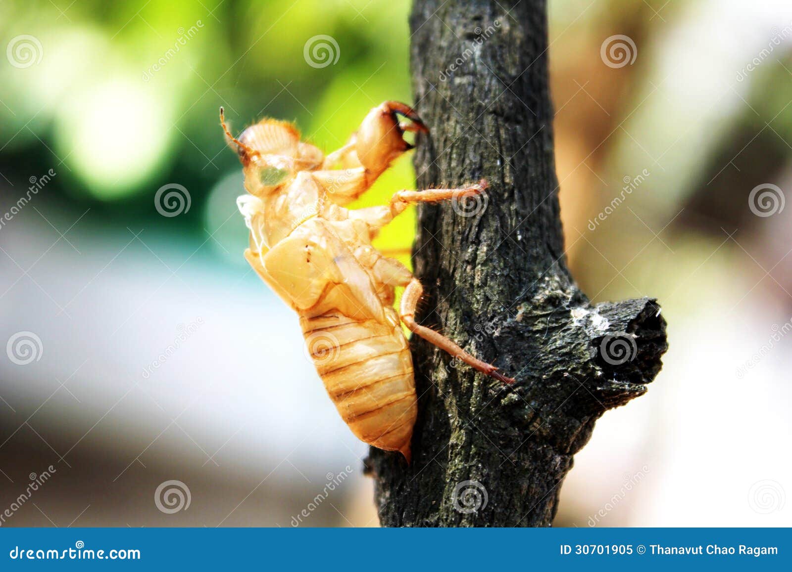 Cicada molting stock image. Image of closeup, background - 30701905