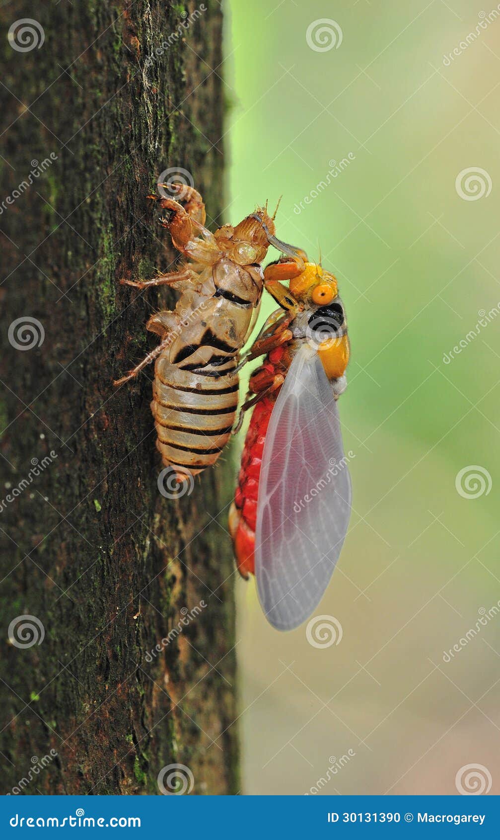 Cicada molting stock photo. Image of nature, molt, insect - 30131390