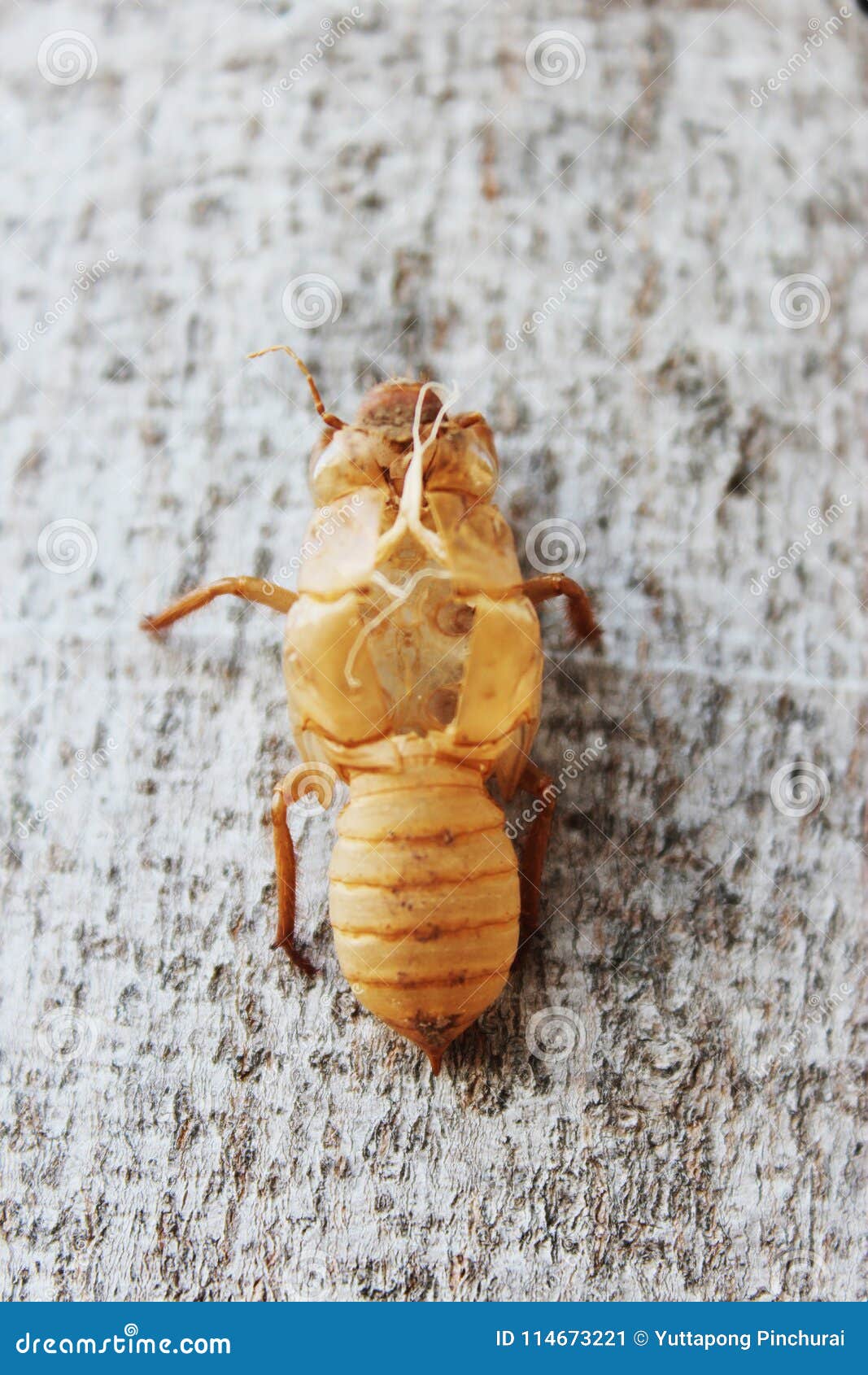 Cicada Molting in Tree. Molt Stock Image - Image of grass, orni: 114673221