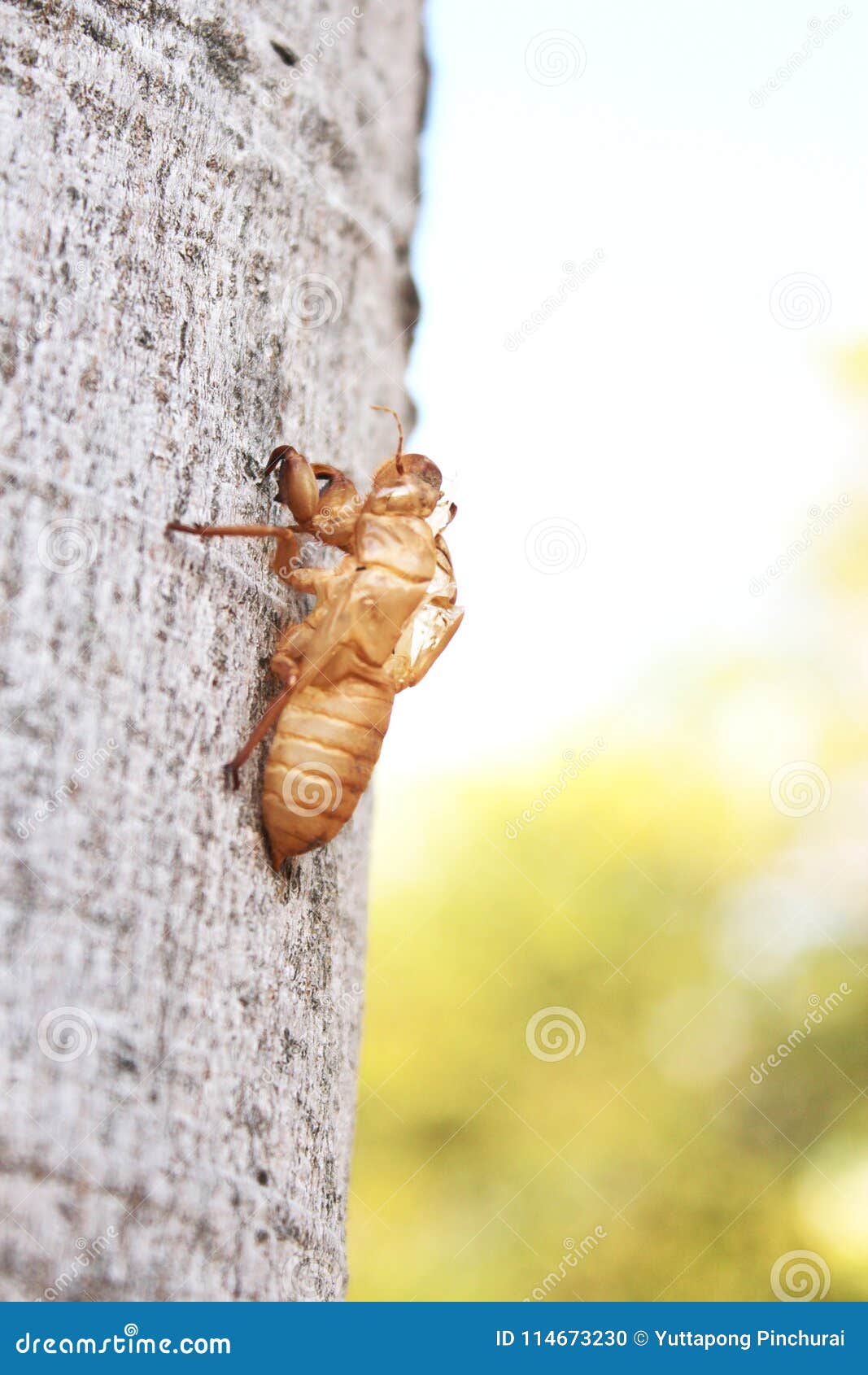 Cicada Molting in Tree. Molt Stock Photo - Image of orni, nature: 114673230