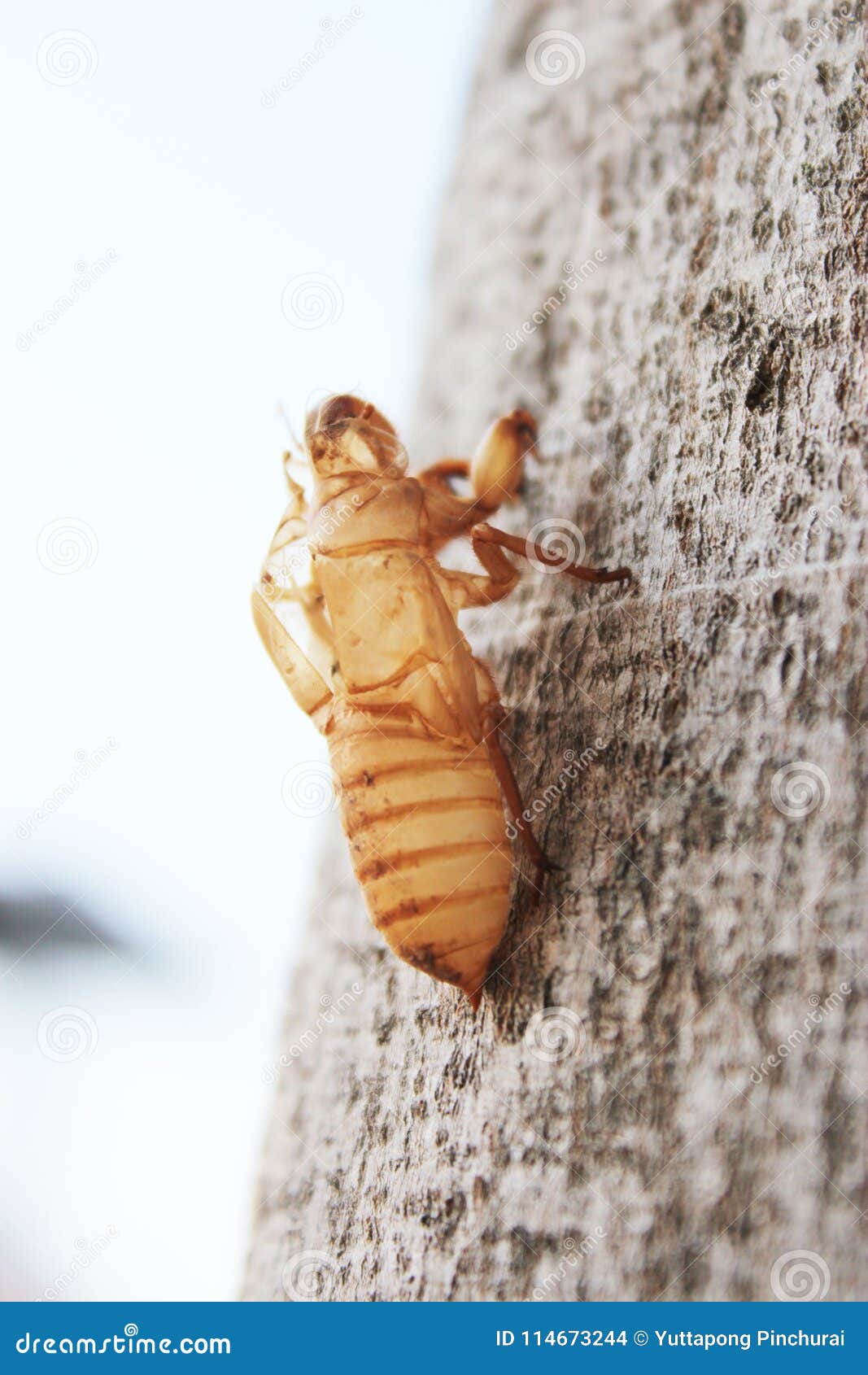 Cicada Molting in Tree. Molt Stock Photo - Image of auchenorrhyncha ...