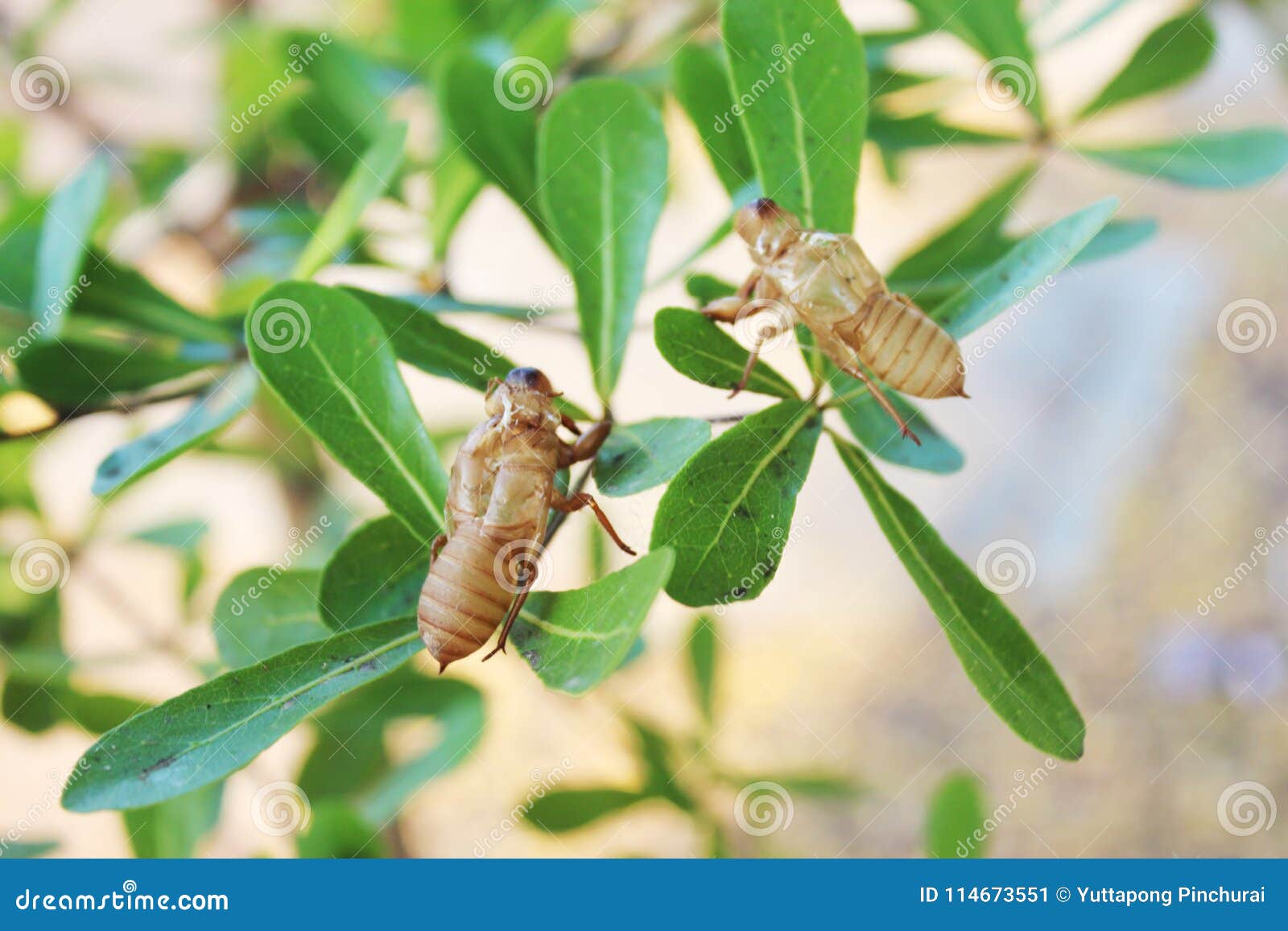 Cicada Molting in Tree. Molt Stock Image - Image of beautiful, eyes ...
