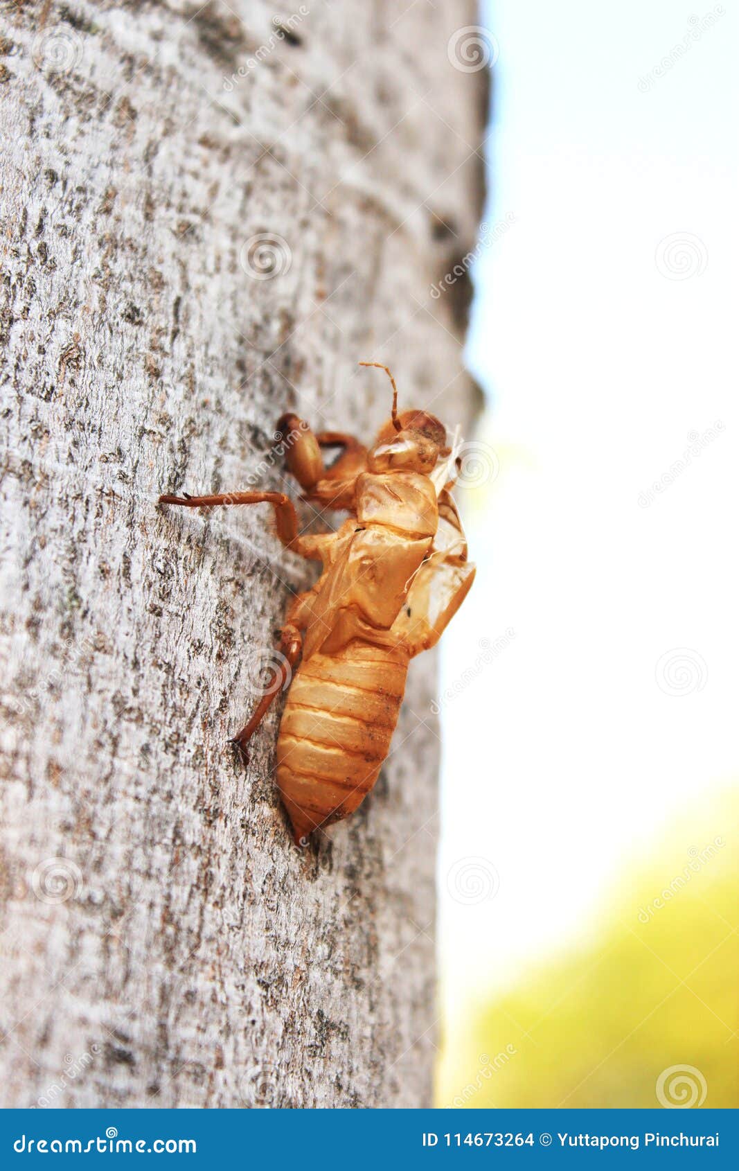 Cicada Molting in Tree. Molt Stock Illustration - Illustration of ...