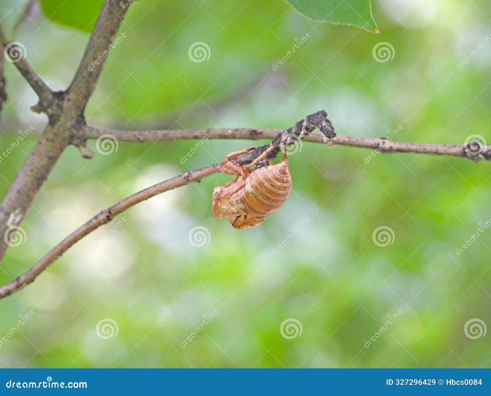 Cicada Molts Hanging on Tree Branches Stock Image - Image of ...