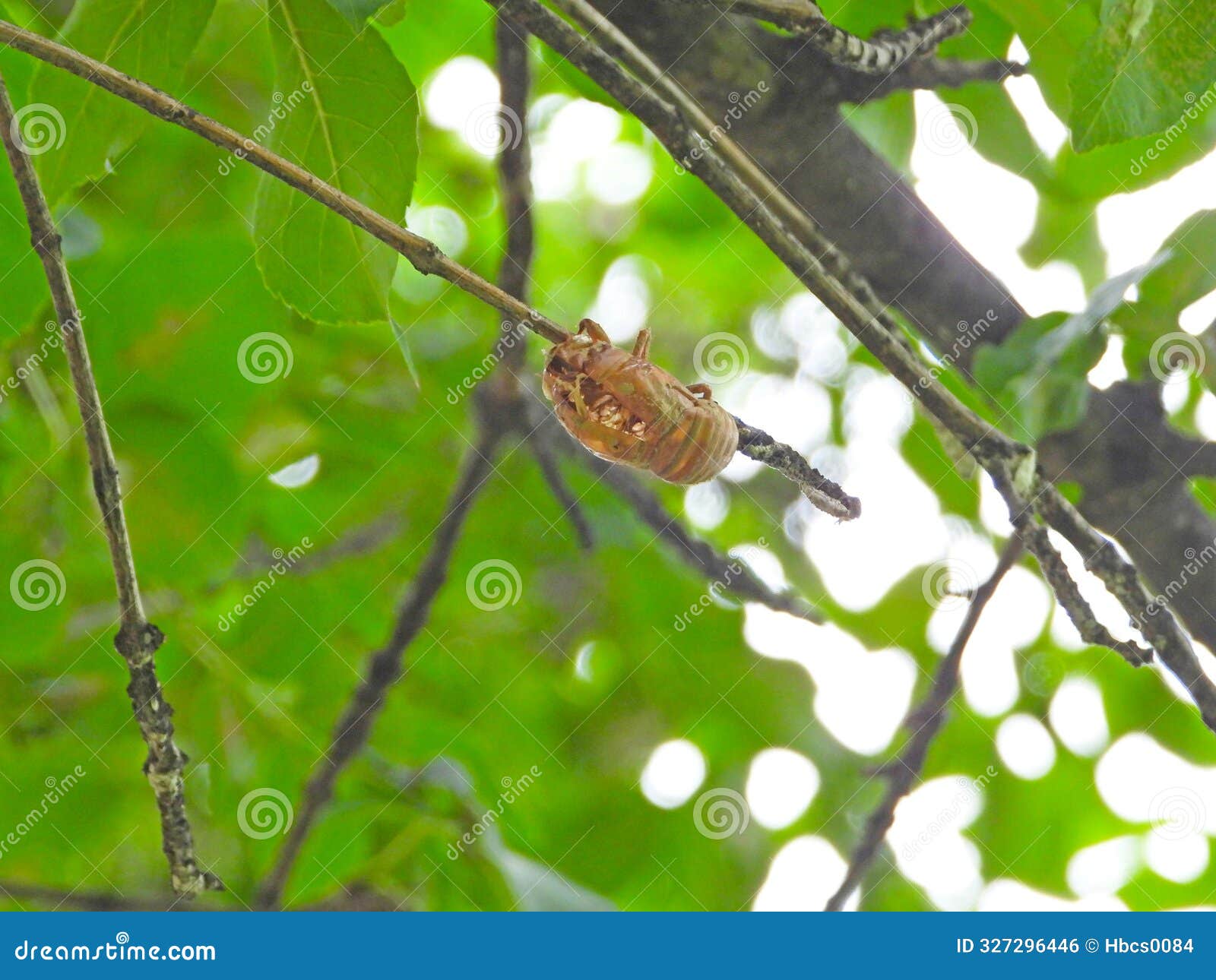 Cicada Molts Hanging on Tree Branches Stock Photo - Image of divided ...