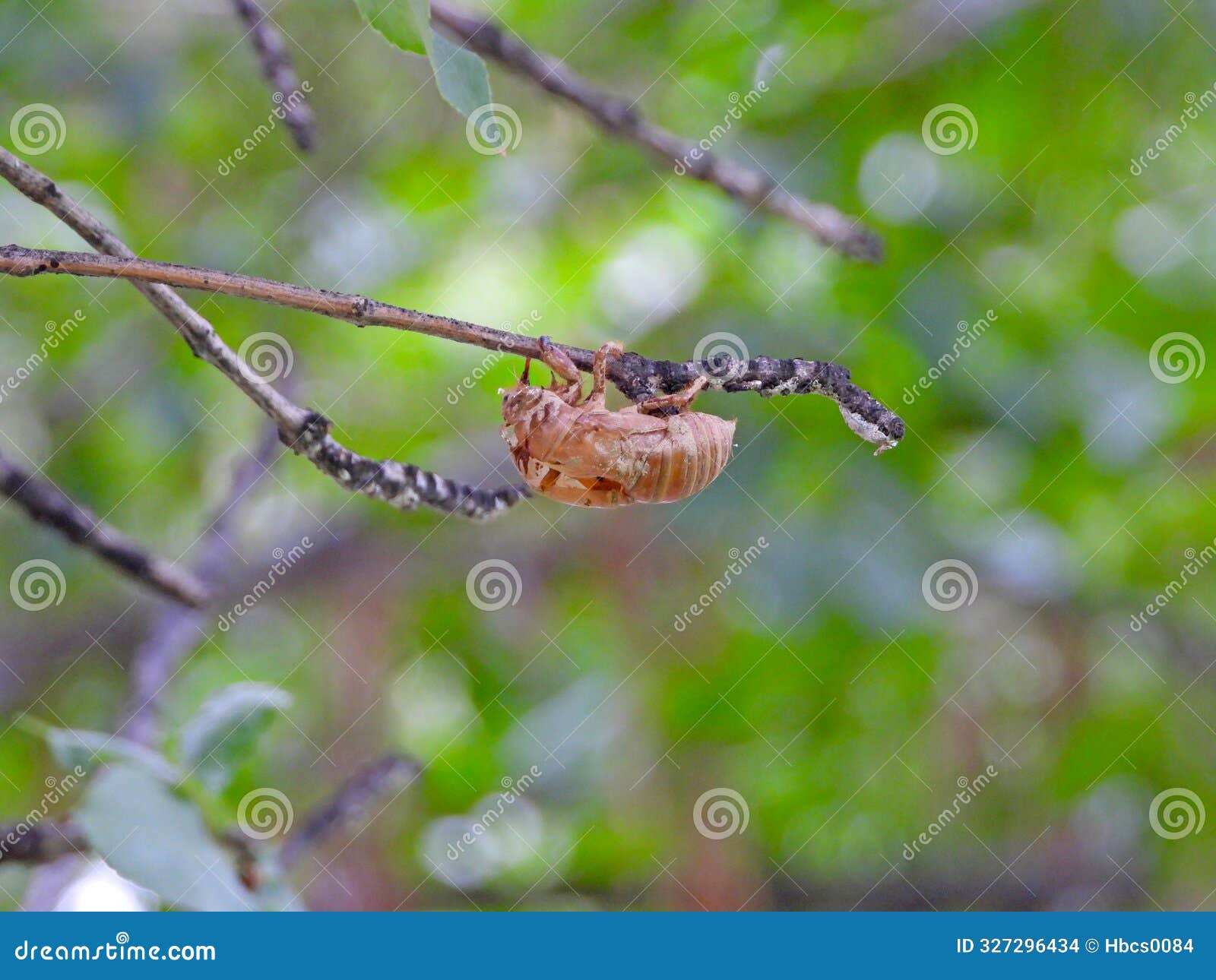 Cicada Molts Hanging on Tree Branches Stock Photo - Image of insect ...